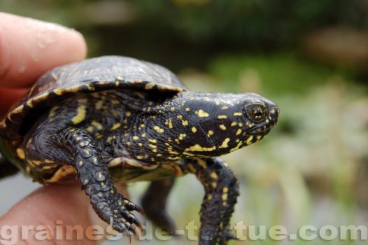 Alimentation des tortues aquatiques par graines-de-tortue.com