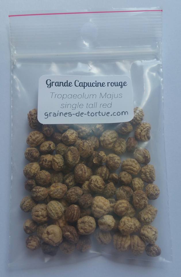 graines de grandes capucine rouge, tropaeolum majus tall red par ...