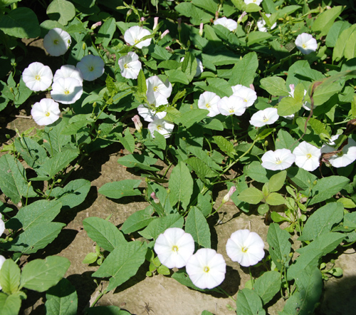 graines de liseron des champs, convolvulus arvensis par graines-de ...