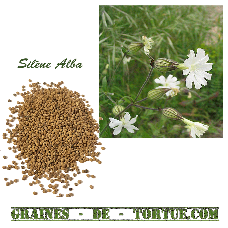 graines de silene alba par graines-de-tortue.com