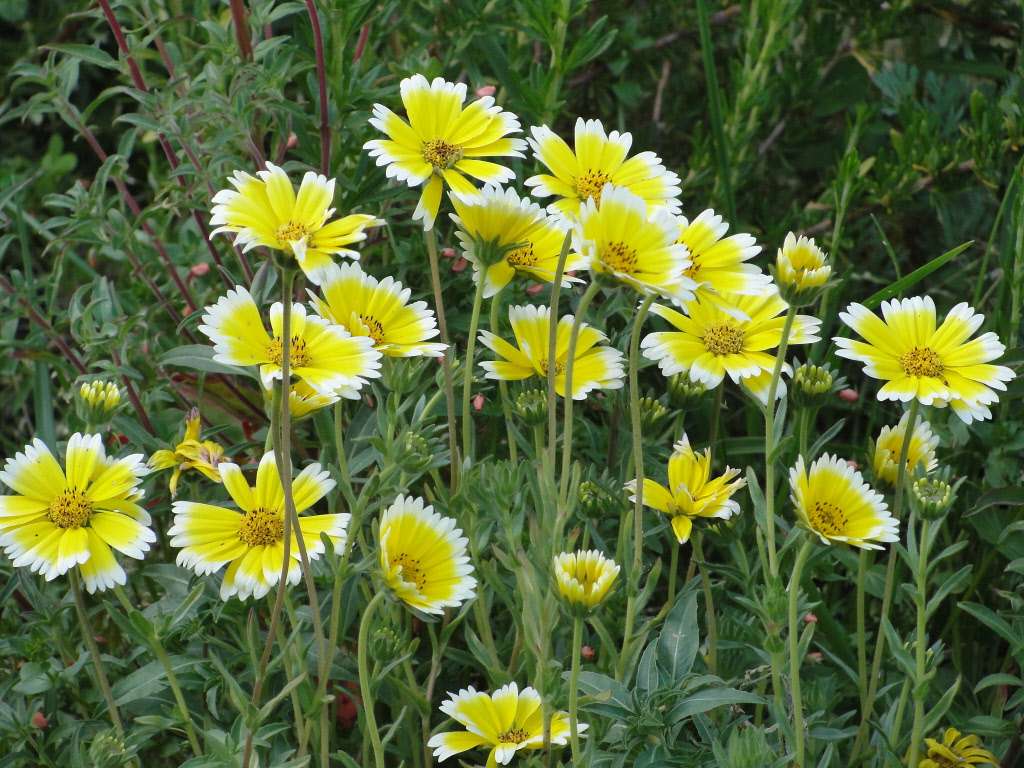 graines de Layia platyglossa, Layia 2 gr par graines-de-tortue.com